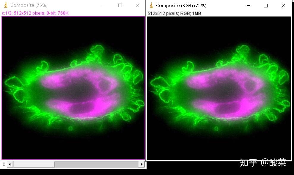 老司机带你使用ImageJ高效分析图片 - 知乎