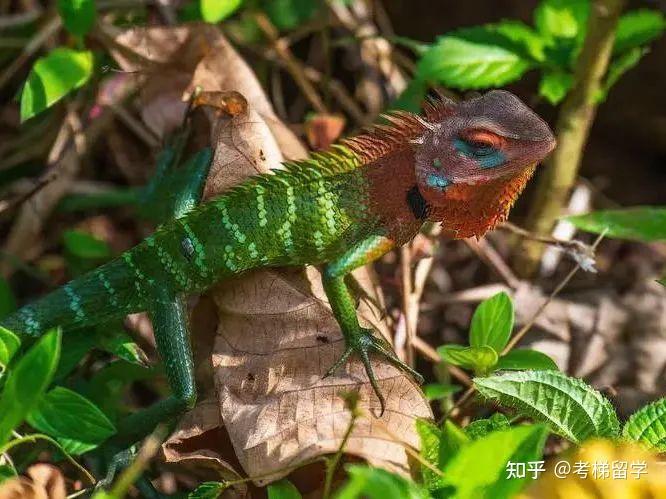 走进斯里兰卡8大世界文化遗产 - 知乎