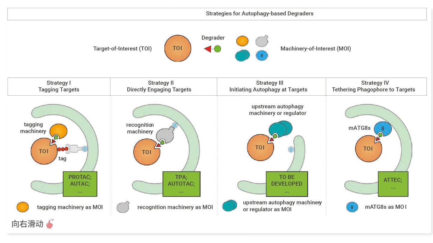 蛋白降解：AUTOTAC、第一代、第二代 AUTAC? 你分清了吗？ | MedChemExpress (MCE) - 知乎