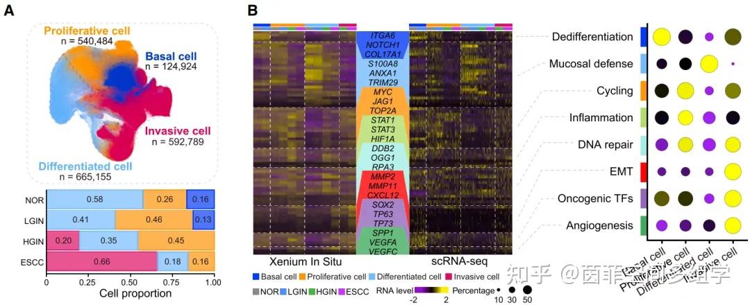Cancer Cell封面 | 国内首篇Xenium食管癌应用文章亮相 - 知乎