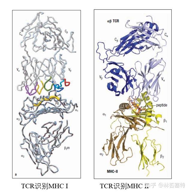 T cell(细胞)识别antigen(抗原) - 知乎