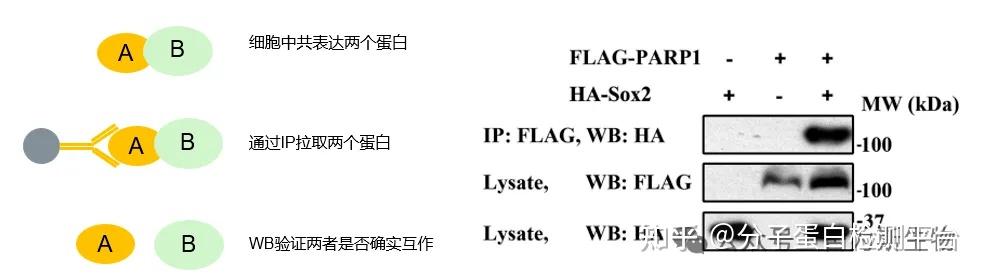 一文看懂COIP实验|原理、实验步骤、常见问题解答及应用场景 - 知乎