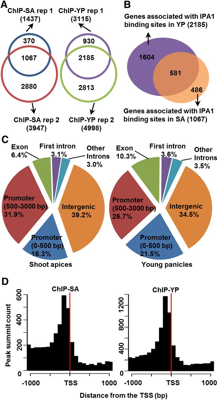 【豪克博士聊科研】手把手教你搞定 ChIP 实验（四）案例解析篇 - 知乎