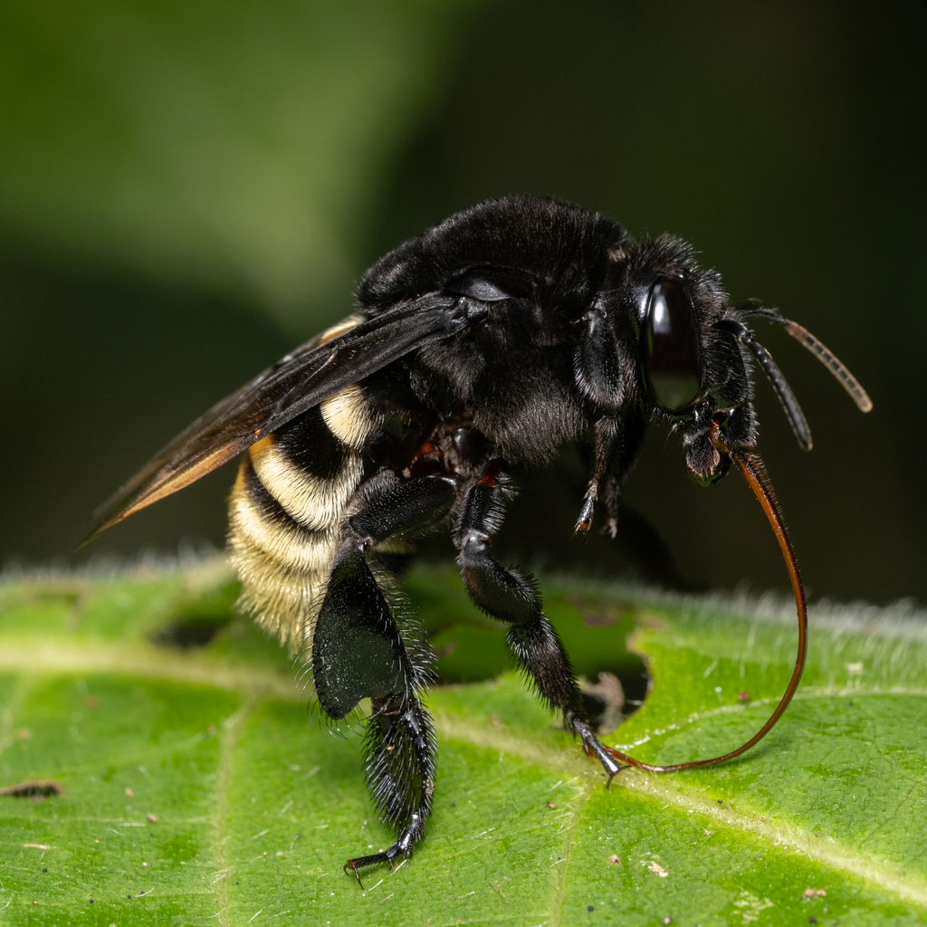 流光溢彩的调香师：兰花蜂族Euglossini - 知乎