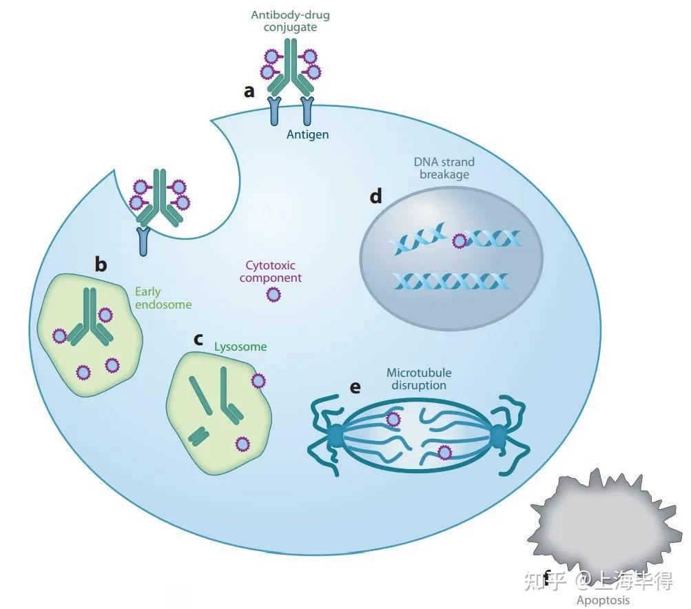 深入解析ADC连接子vcMMAE的作用机制与优势 - 知乎