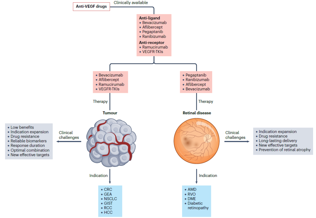 抗血管增生：VEGF靶向药上市20周年 - 知乎