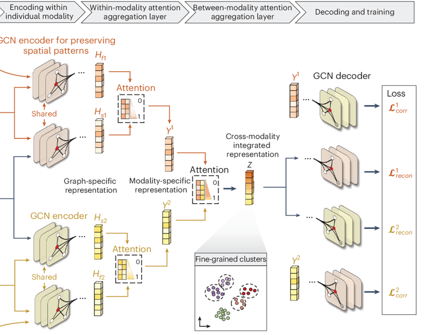 分享一个空间多组学整合算法SpatialGlue - 知乎