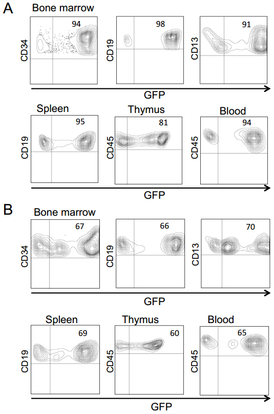【新品推荐】狒狒内源性逆转录病毒包膜糖蛋白假型慢病毒（BaEV-LVs）——实现低剂量、低细胞因子依赖及高静止期细胞转导 - 知乎