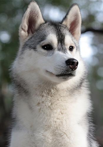 哈士奇刚到家要怎么做，哈士奇哪里买好，哈士奇多少钱一只，哈士奇_宠物课堂 - 知乎