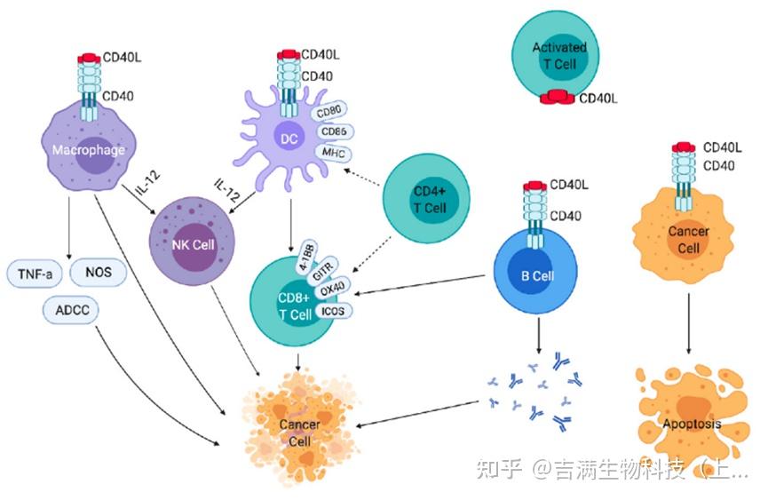 攻克CD40/CD40L，曙光已现 - 知乎
