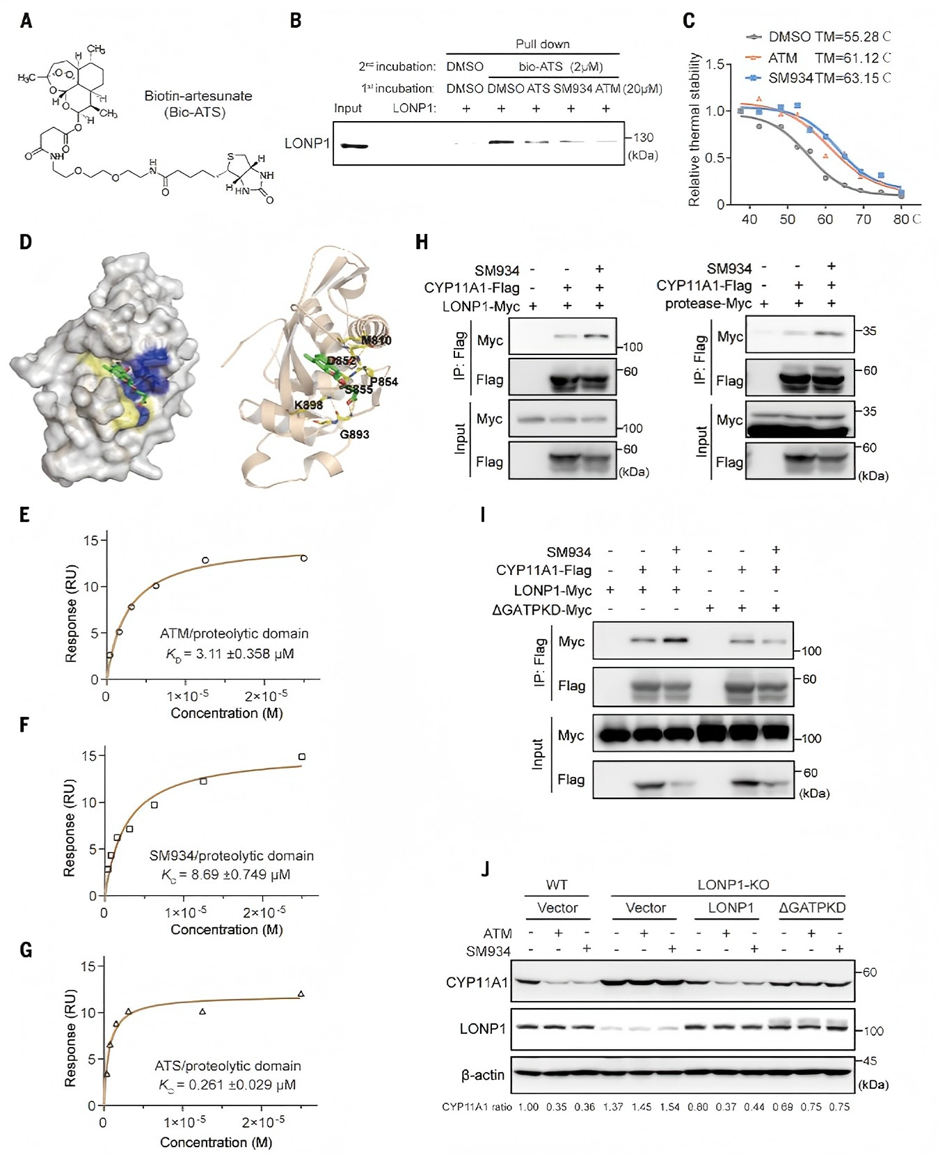 Science|复旦新发现：青蒿素通过介导LONP1-CYP11A1相互作用改善多囊卵巢综合征 - 知乎