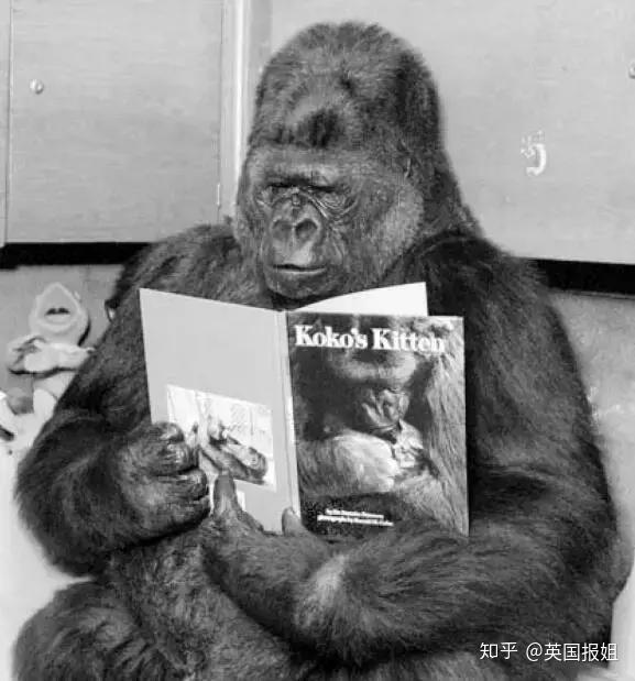 世界上最聪明的猩猩，会手语爱撸猫，在睡梦中去世 - 知乎