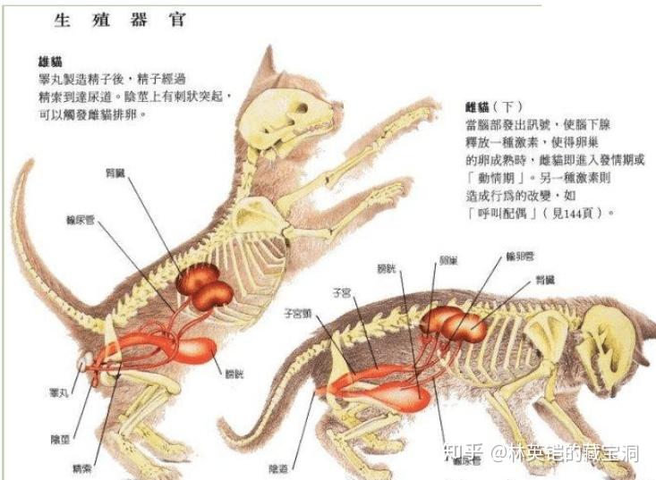 求母猫的尿道口,阴道口,肛门的位置示意图 知乎