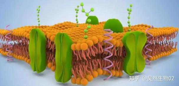 PEl磷脂DMPE-PEG-Alkyne,DMG-PEG-Alkyne, 炔基peg二肉豆蔻酰基磷脂酰乙醇胺 - 知乎