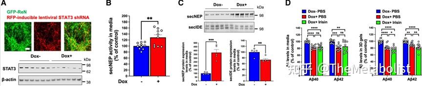 Neuron: Irisin让你不再困在时间里 - 知乎
