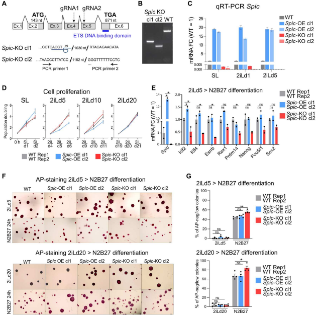 Science adv | 转录因子SPIC连接胚胎干细胞中的细胞代谢与表观调控 - 知乎