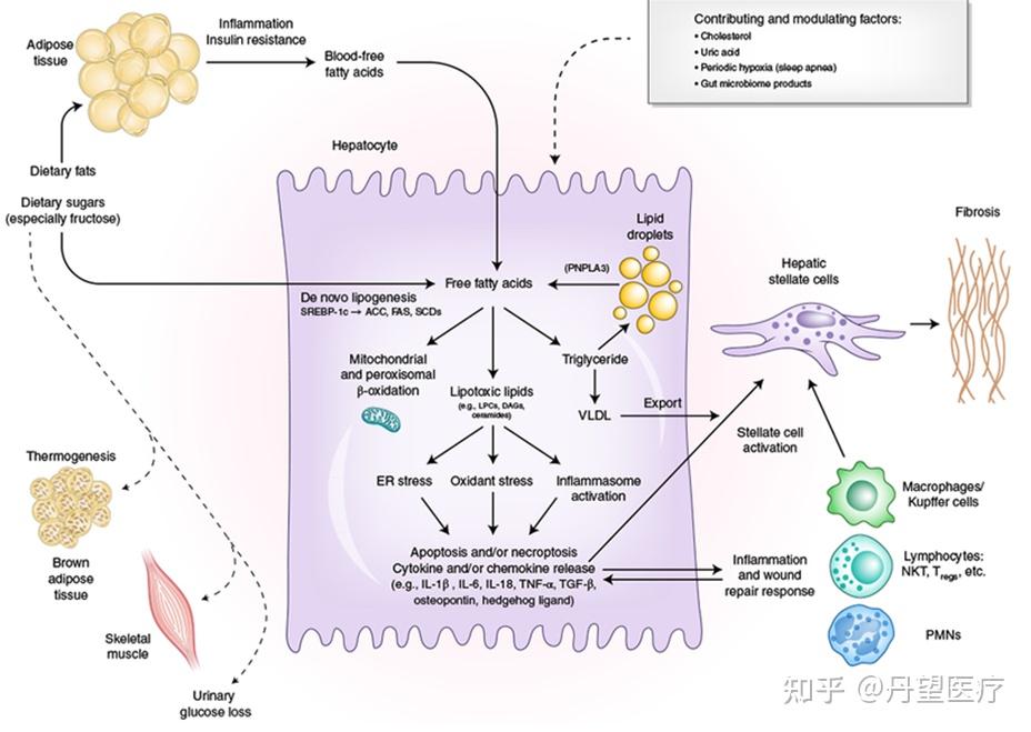 Hans Clevers|基于CRISPR筛选的新型人脂肪性肝病类器官模型的构建与应用 - 知乎