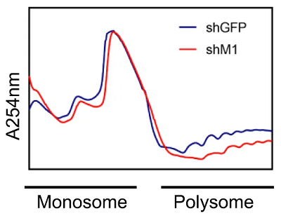 翻译组学测序研究利器|Ribo-seq&Polysome-seq - 知乎