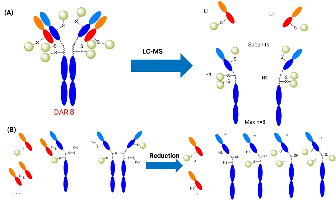 深度分享丨抗体偶联药物（ADC）的DAR值测定策略与难点 - 知乎