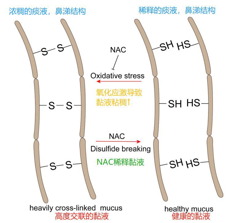 NAC：被遗忘的高效抗氧化支持补充剂 - 知乎
