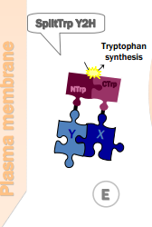 酵母双杂交（Y2H）延伸系统 - 知乎