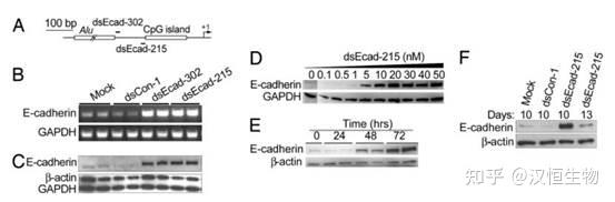 saRNA：激活基因表达的dsRNA（一） - 知乎