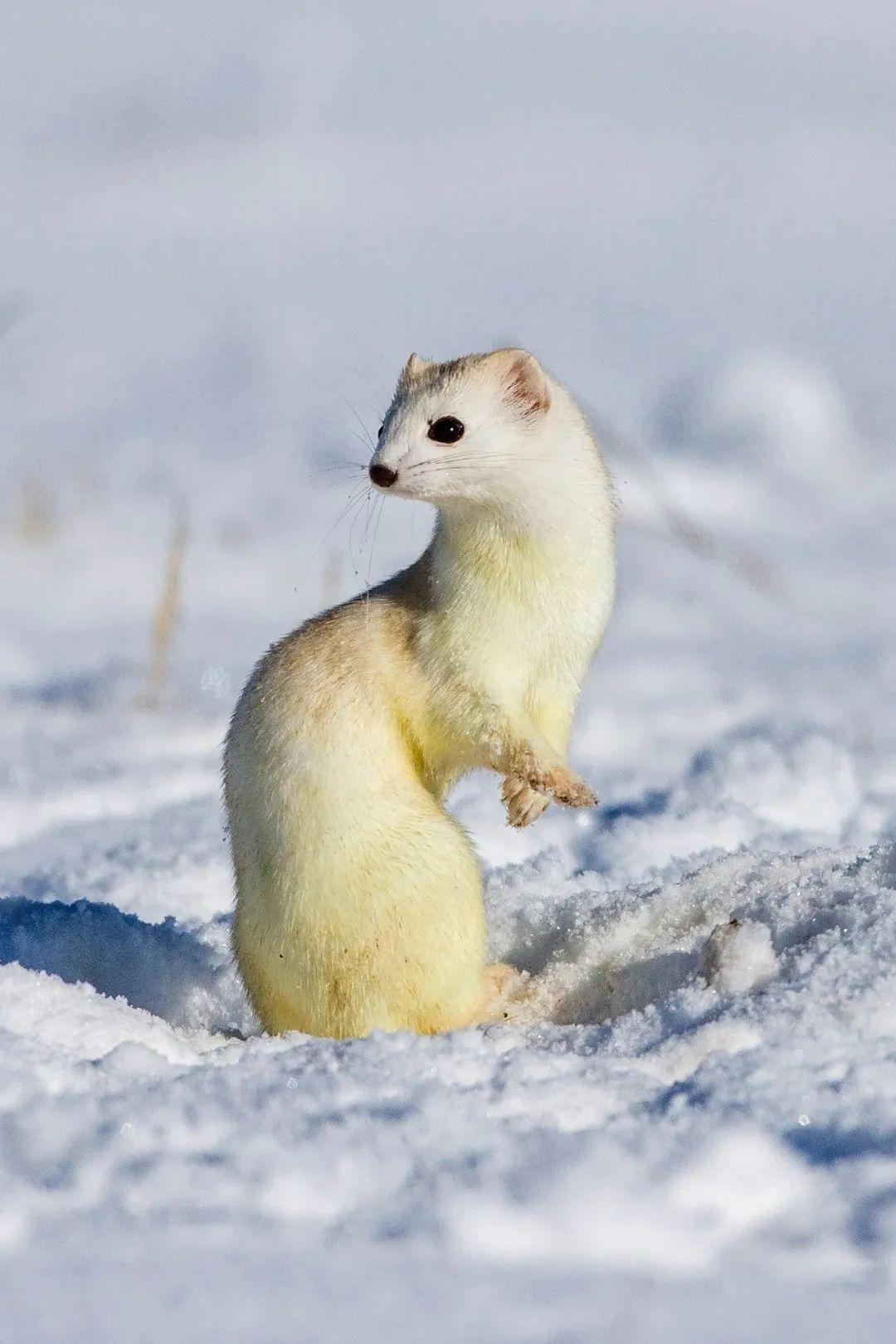 黄鼠狼、海獭、貂为什么都属于鼬科，它们有什么共同点？ - 知乎