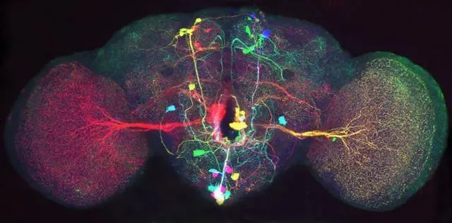 BrainBow | 告别“黑白”时代，彩虹般神经元背后的奥秘 - 知乎