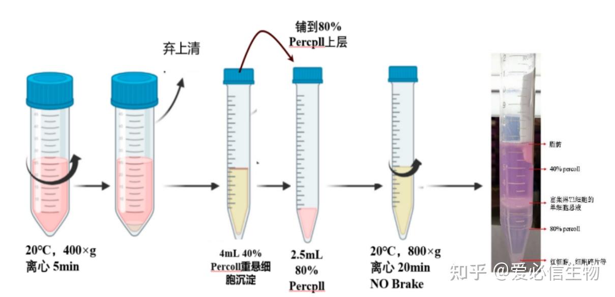 肠道固有层免疫细胞分离制备指南 - 知乎