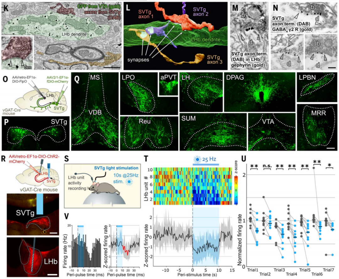 客户文章丨Science丨揭秘新奖赏中枢：从神秘核团到情绪密码 - 知乎