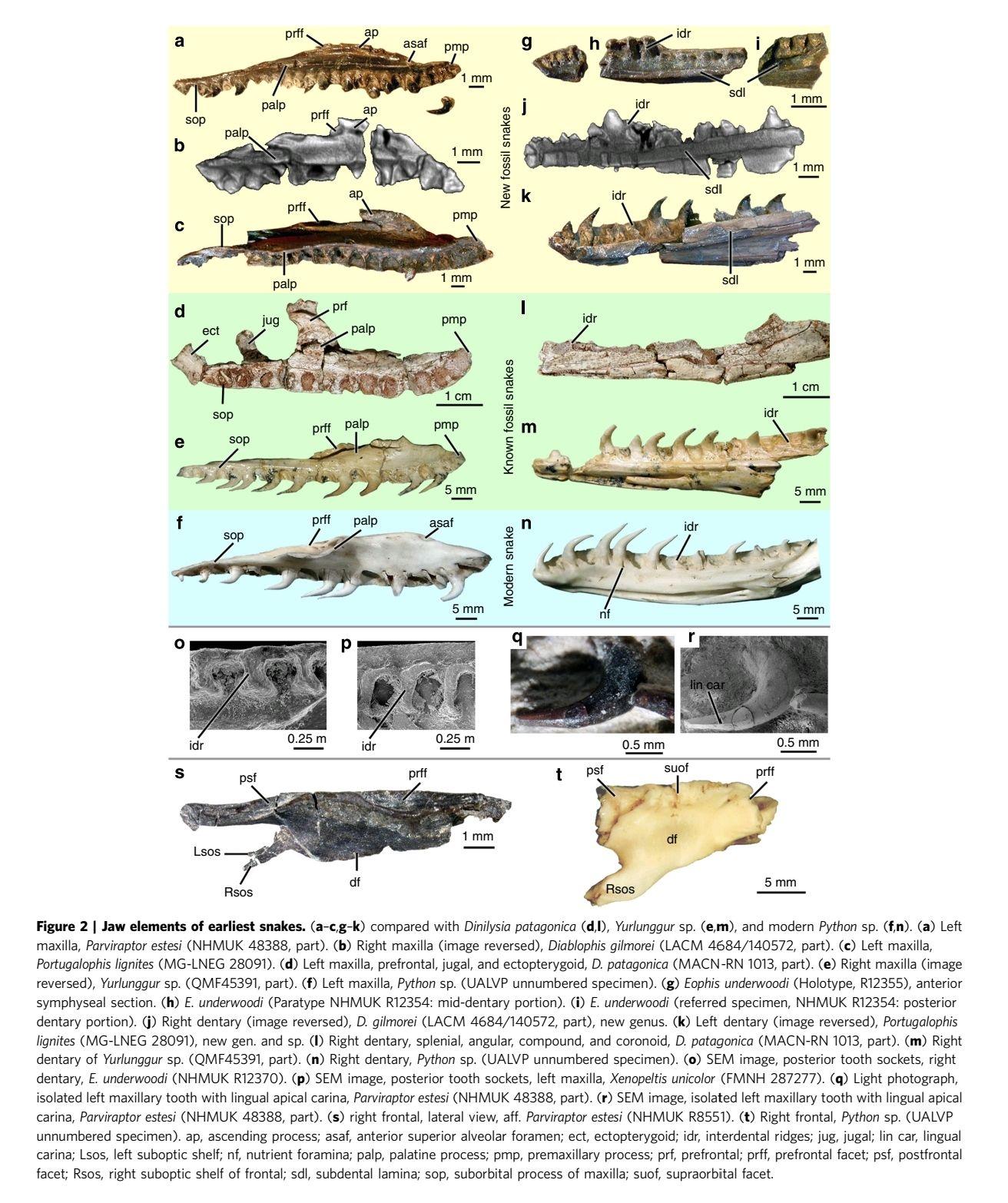 蛇年到了，你能说说蛇的种类吗？ - 知乎