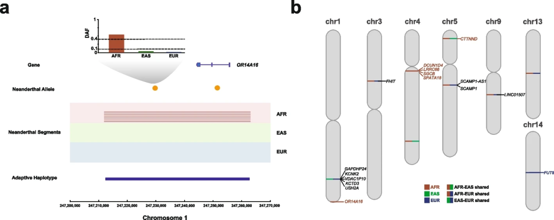 陈璐/毛亚飞Genome Biol发文：利用完整参考基因组T2T-CHM13精细分析现代人类中的尼安德特人渗入序列 - 知乎