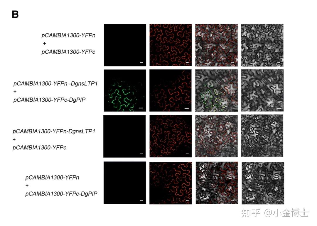 BiFC技术，让蛋白互作“看得见”！ - 知乎