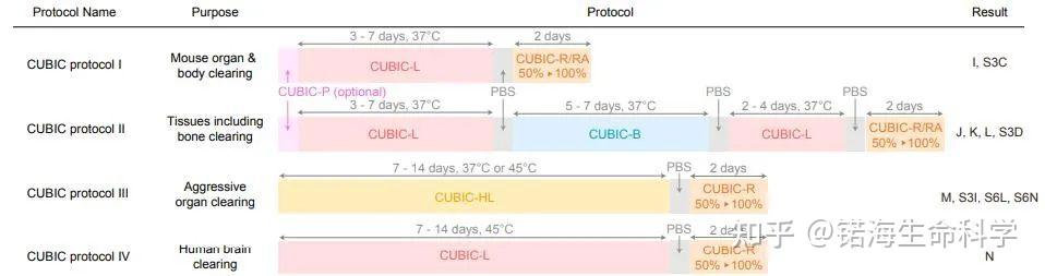 Cubic组织透明化使3D成像变得更简单 - 知乎