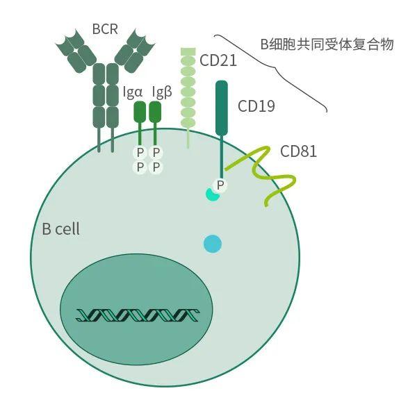 CD19靶点科普和研究进展 - 知乎