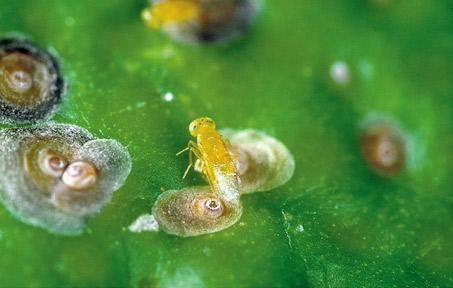 植保档案——蚧壳虫 - 知乎