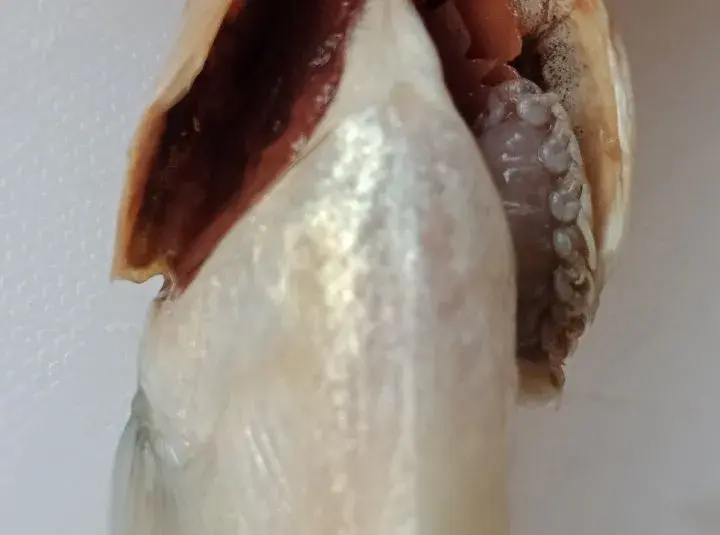 游完十公里，身上多了几只虫——这都是什么“shi”？（作者：暮晖熠熠） - 知乎