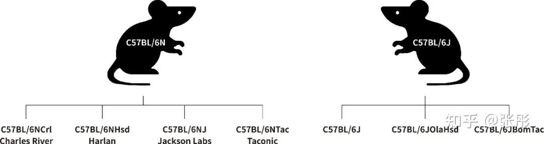 C57BL/6小鼠百科资料整理｜最全C57小鼠知识资料 - 知乎