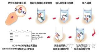 IP、CO-IP、Pull-down的区别与应用 - 知乎