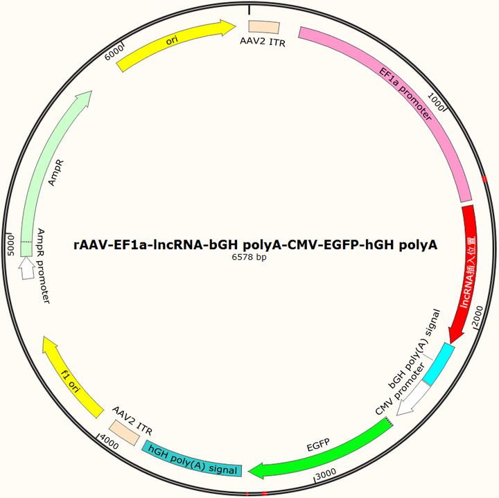 lncRNA过表达及干扰载体设计与实验 - 知乎
