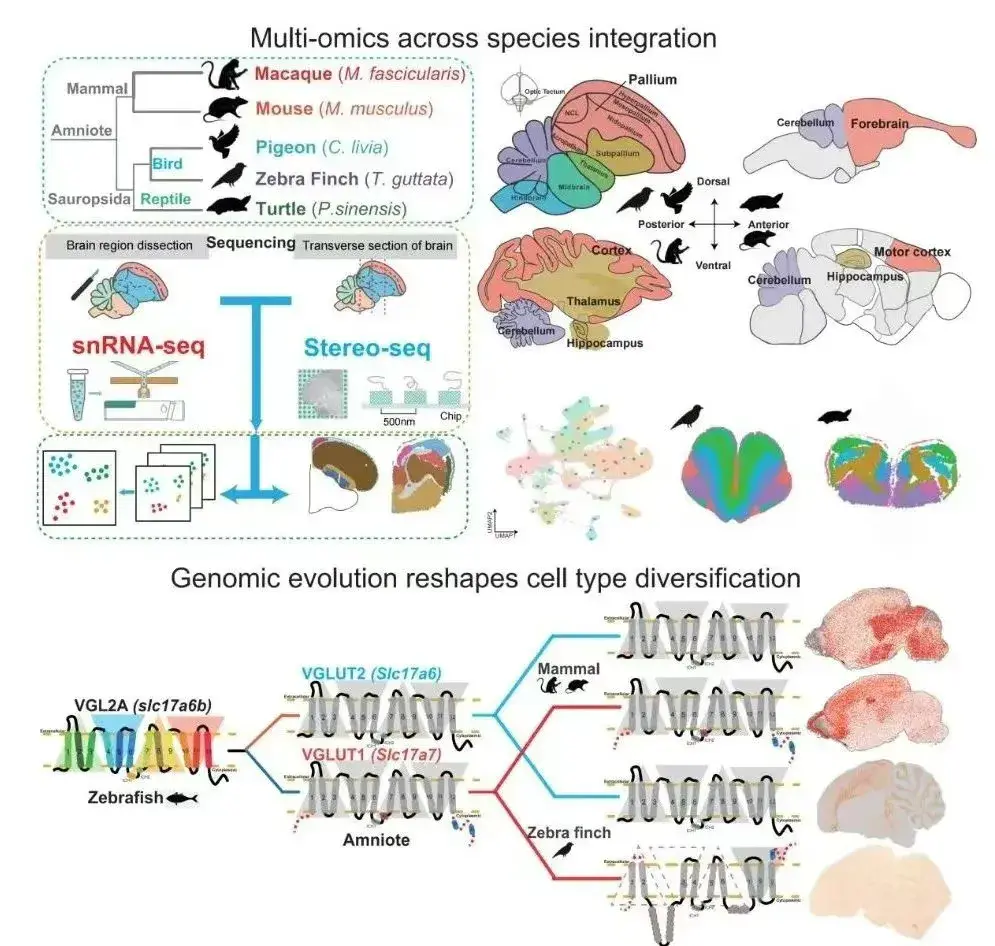 Dev. Cell | Stereo-seq助力构建羊膜类跨物种单细胞图谱，解密3.2亿年大脑演化之谜 - 知乎