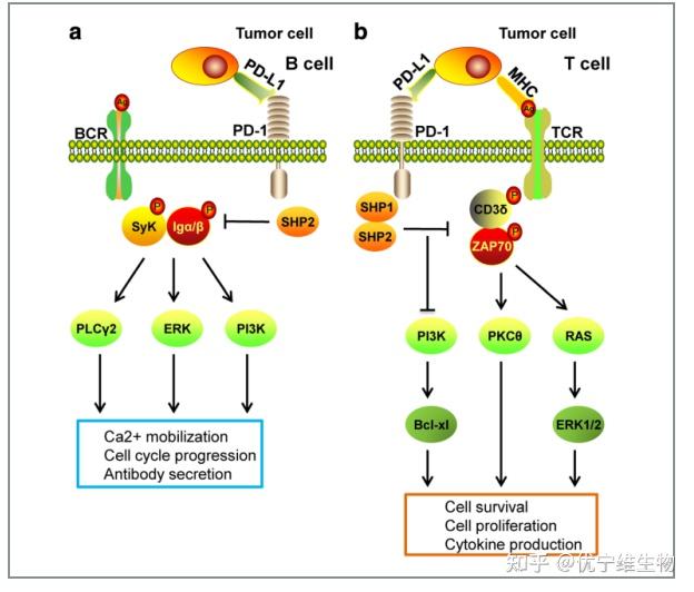 【小优细节君】如何做出漂亮的PD-L1条带？ - 知乎