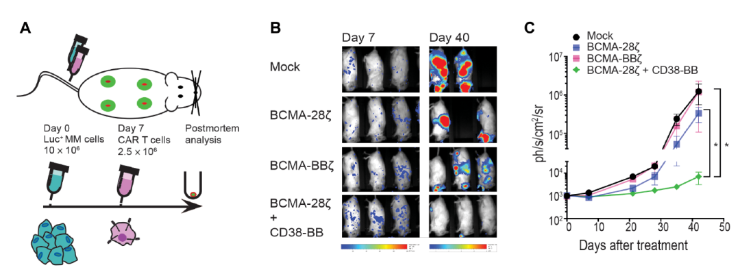 CD38+BCMA/CD19双靶点，解决癌症复发两大难题 - 知乎