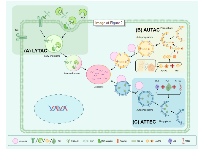 蛋白质降解新技术: 除了火热的PROTAC，还有LYTAC，AUTAC，ATTEC - 知乎