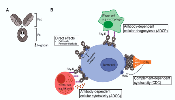 ADCC/ADCP功能验证用细胞株新品上市，助力细胞水平Fc功能验证 - 知乎