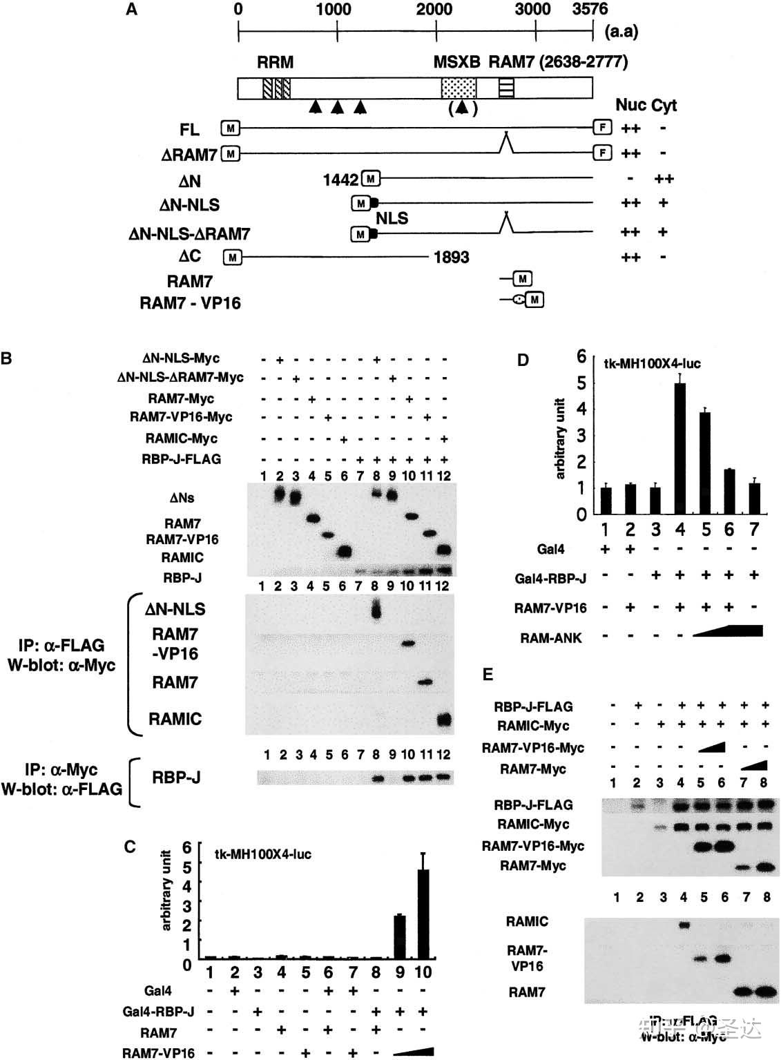 Notch/RBP-J信号通路抑制因子MINT调控边缘区B细胞的发育 - 知乎