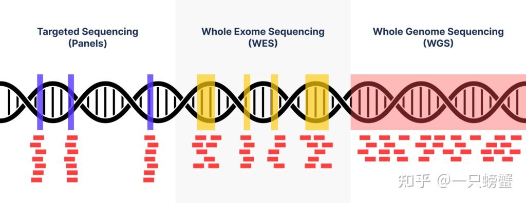 WES系列文章②｜WES vs WGS vs Panel：如何选择最适合的基因测序策略？ - 知乎