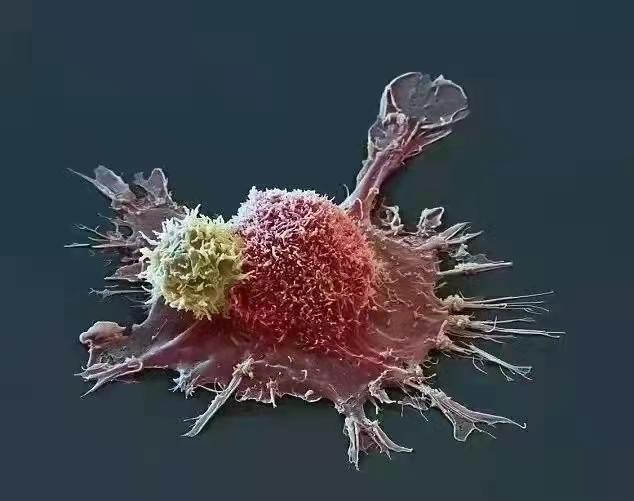 CART与TCRT介绍 - 知乎