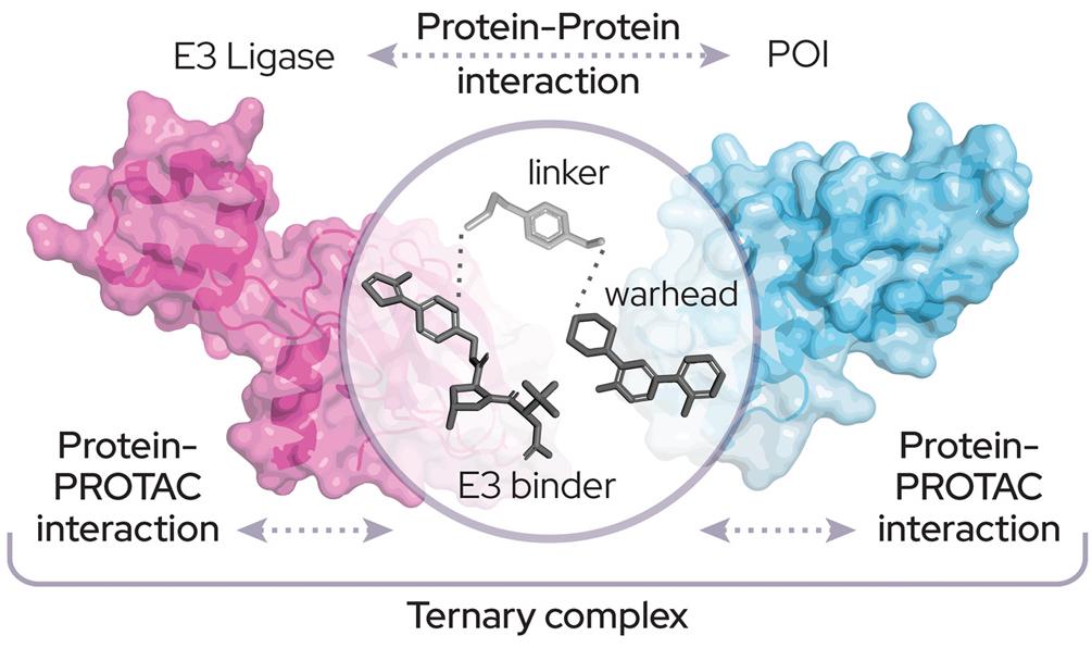泛素酶：泛素化研究的基石，PROTAC开发的核心 - 知乎