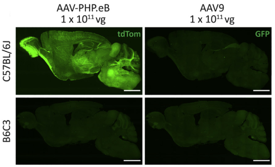 Brainbow为何如此绚烂多彩？探究成像背后荧光蛋白的奥秘 - 知乎